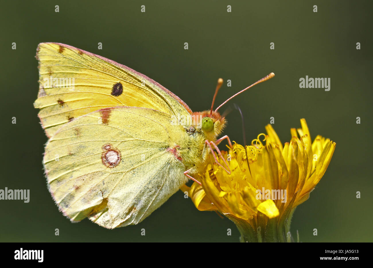 butterfly, butterflies, albino, insect, insects, butterfly, hairs ...
