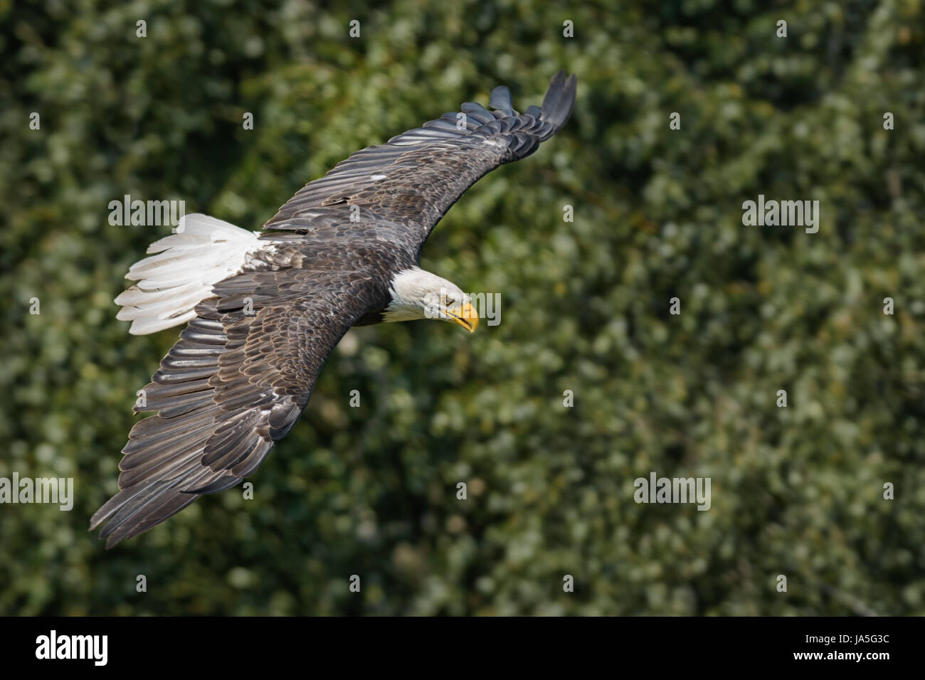 hunter, birds of prey, raptor, eagle, animal, bird, fauna, wild, hunter ...
