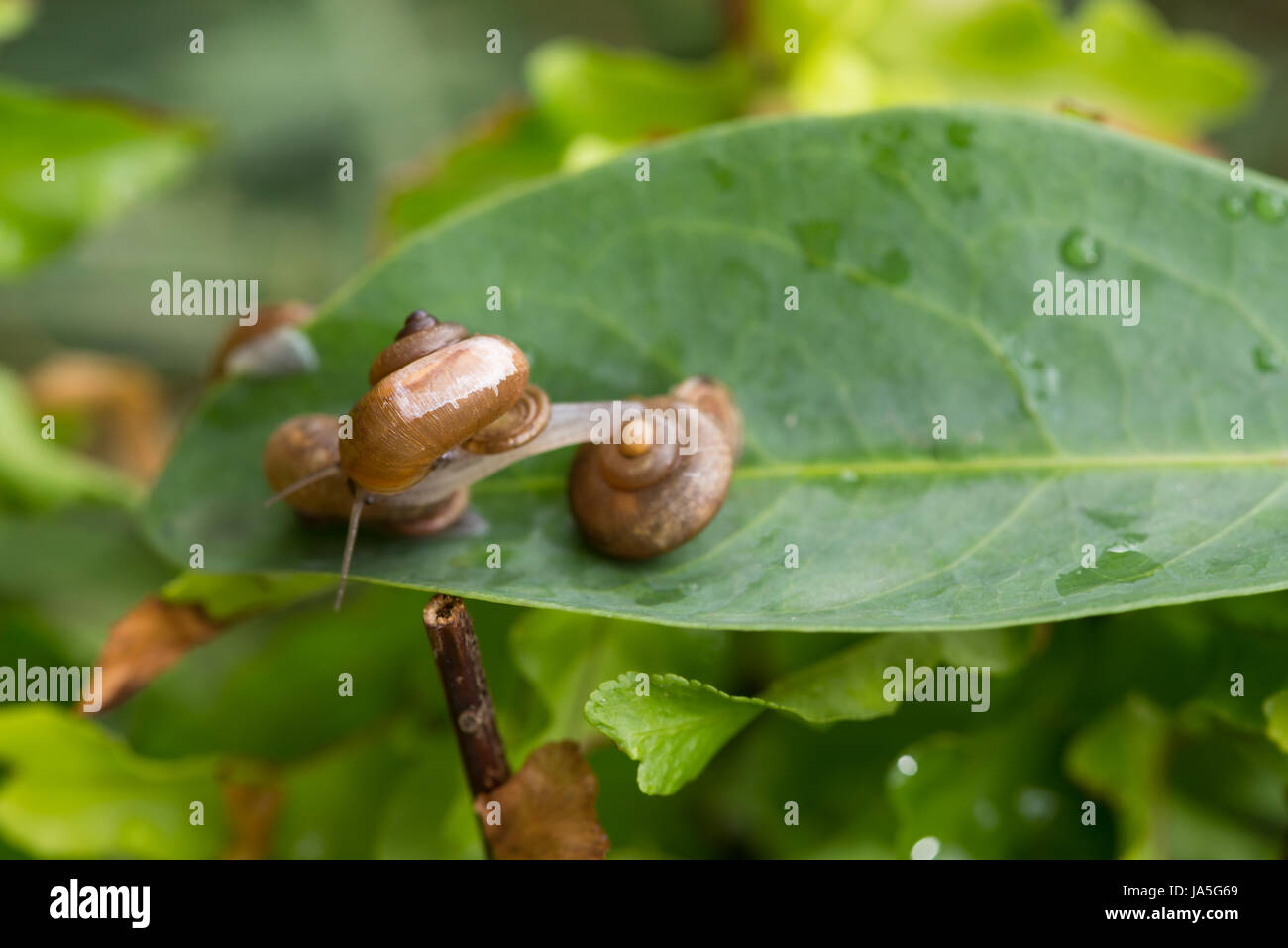 garden, shell, snail, land, realty, ground, nature, natural, motion ...