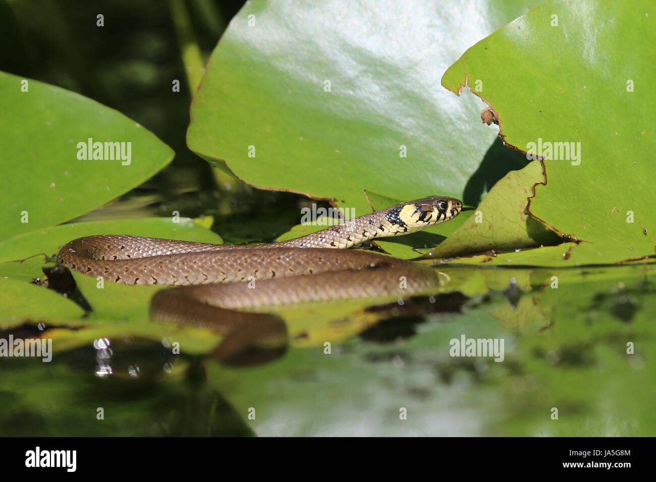 Snake lilies hi-res stock photography and images - Alamy
