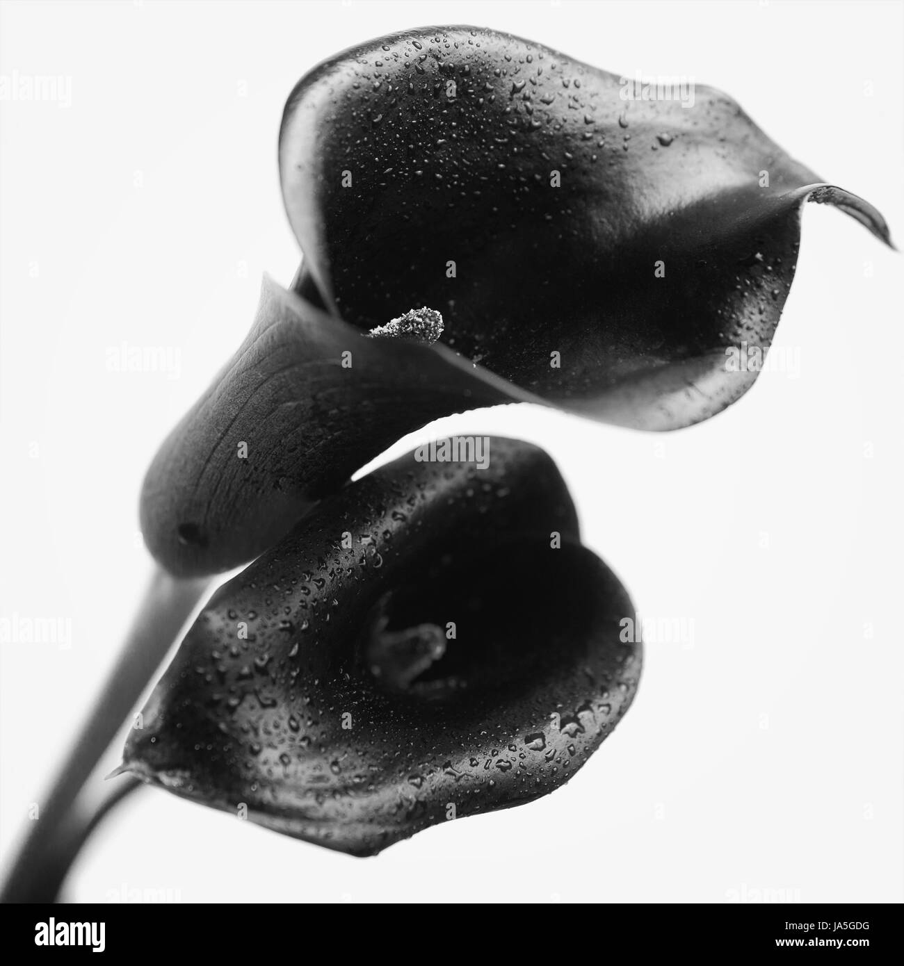 Two flowers of black calla isolated on white background Stock Photo - Alamy