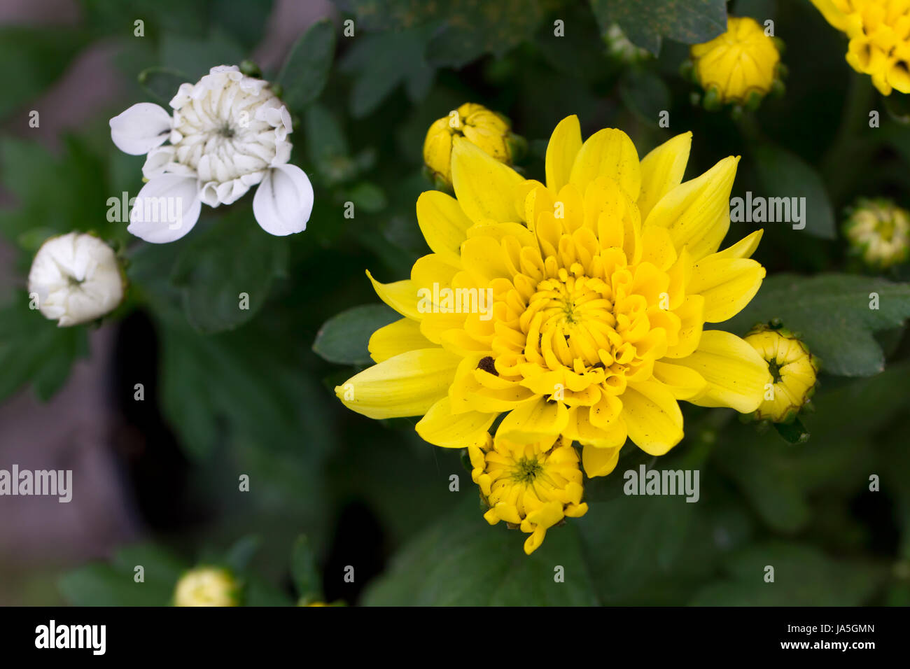 park, garden, flower, plant, green, bloom, blossom, flourish ...