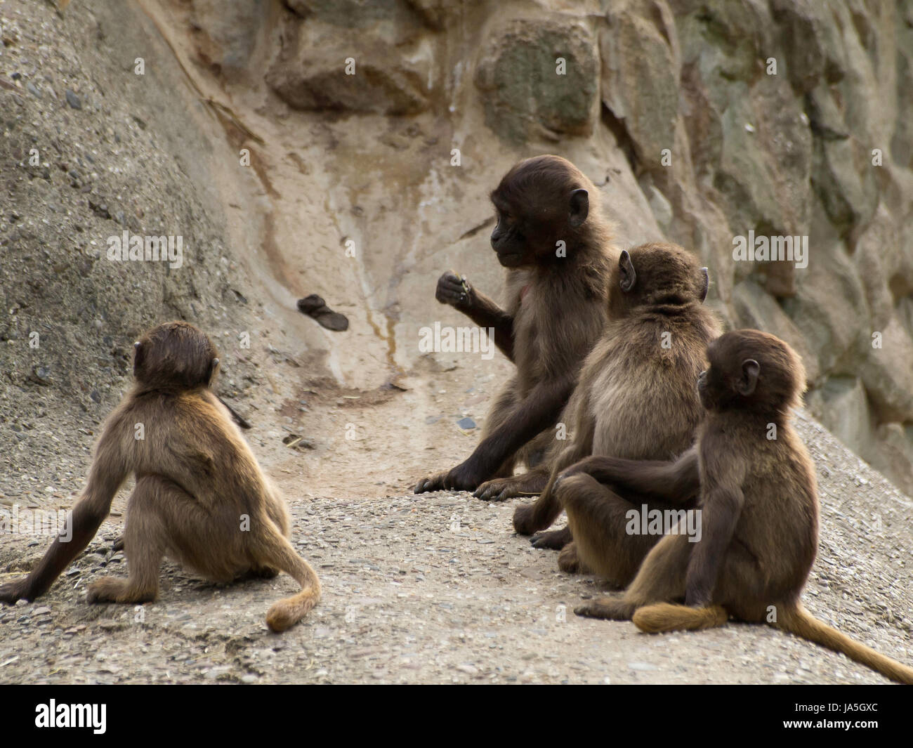 Zoof hi-res stock photography and images - Alamy