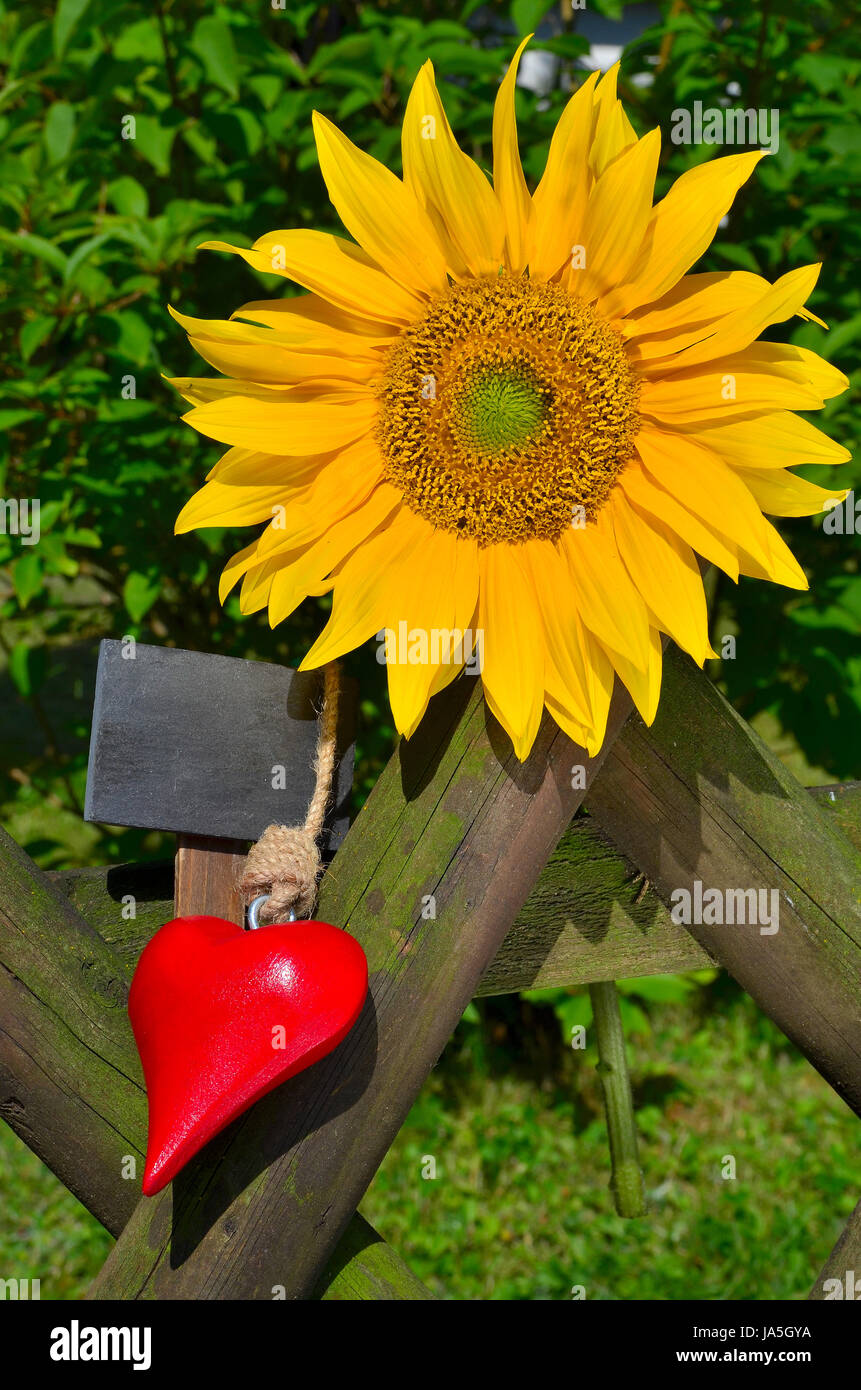 sign, signal, garden, flower, plant, summer, summerly, sunflowers, word ...