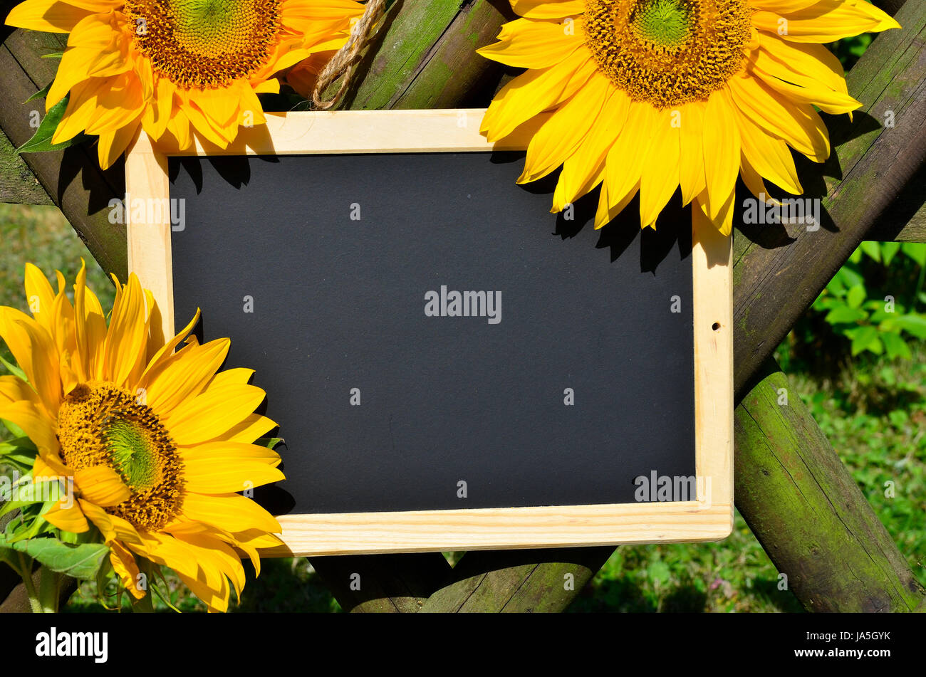 sign, signal, garden, flower, plant, summer, summerly, sunflowers, word ...