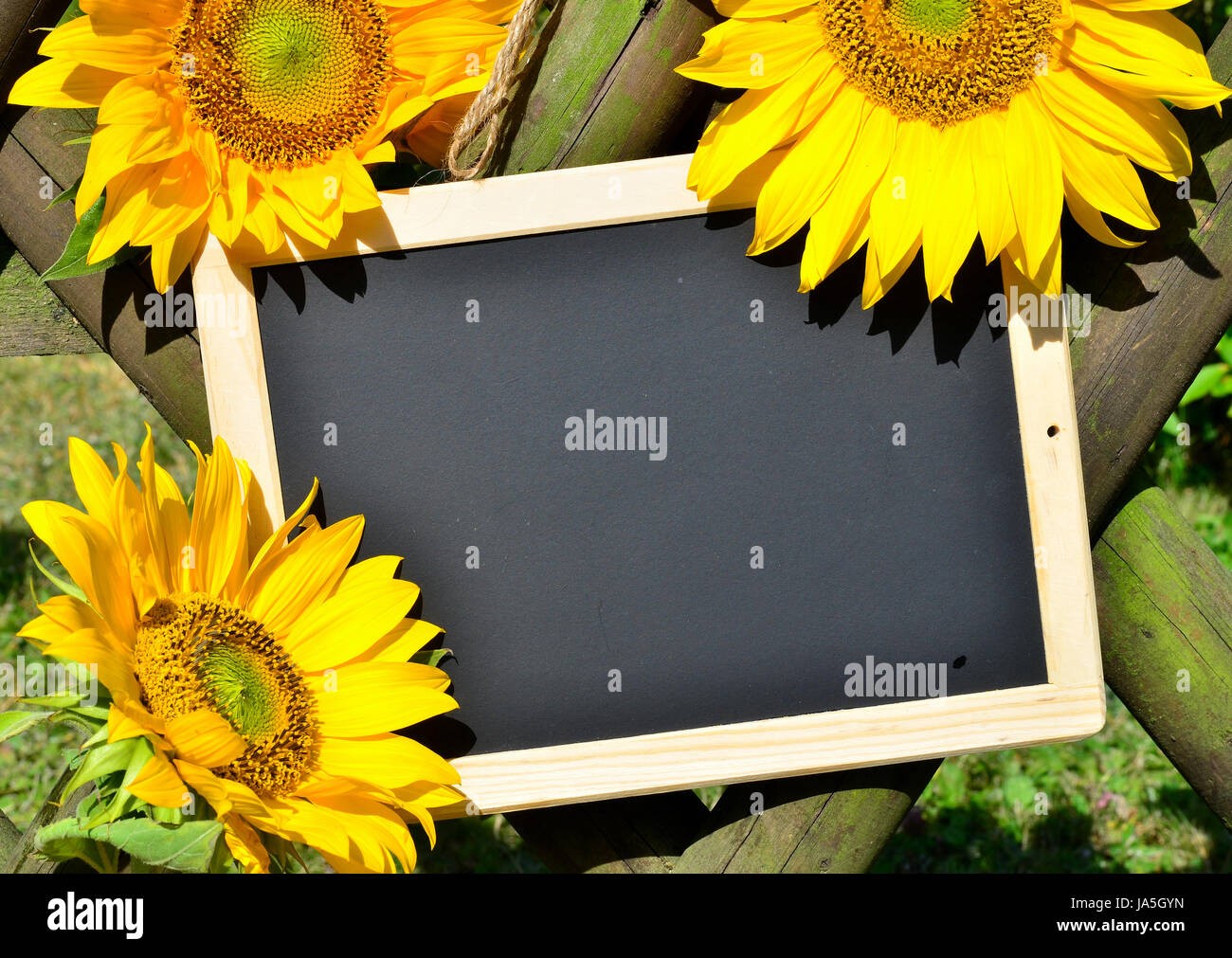 sign, signal, garden, flower, plant, summer, summerly, sunflowers, word ...