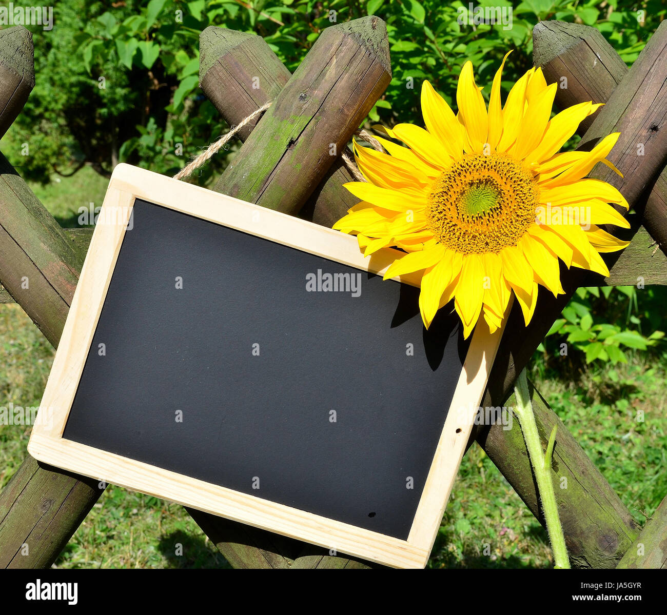 sign, signal, garden, flower, plant, summer, summerly, sunflowers, word ...