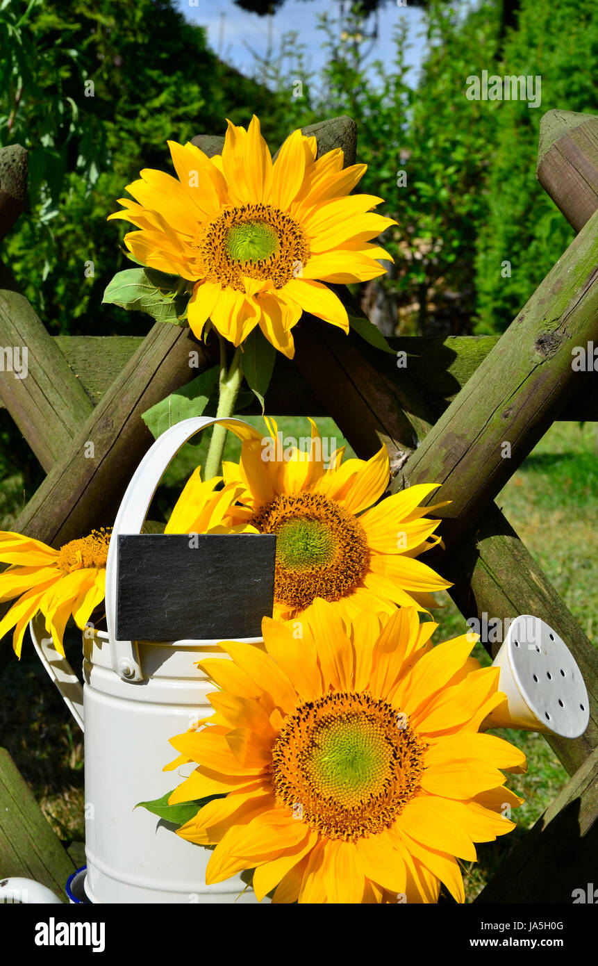 Sunflowers sign board hi-res stock photography and images - Alamy