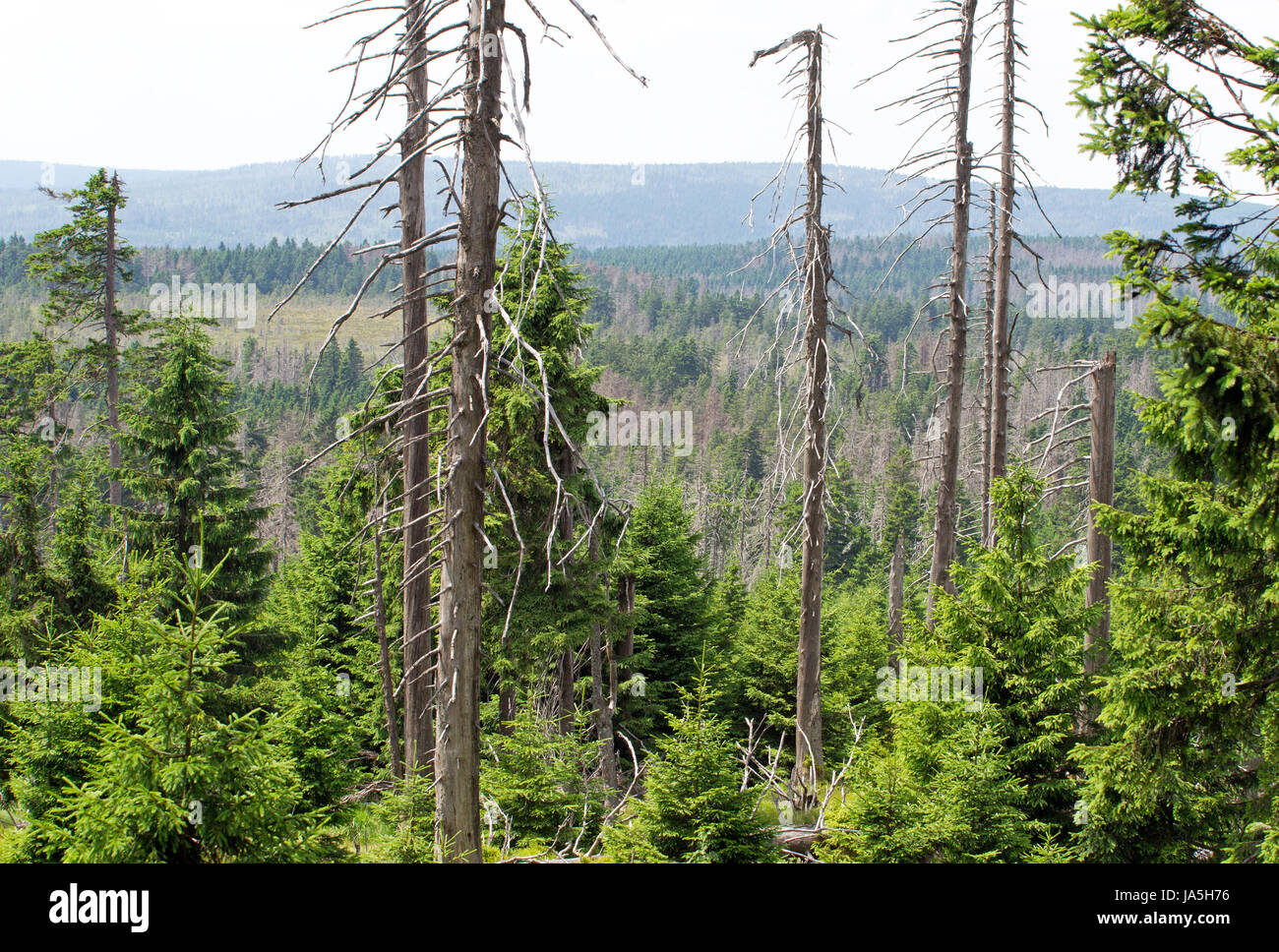 environment, enviroment, death, die, tree, trees, trunk, pine, branches ...