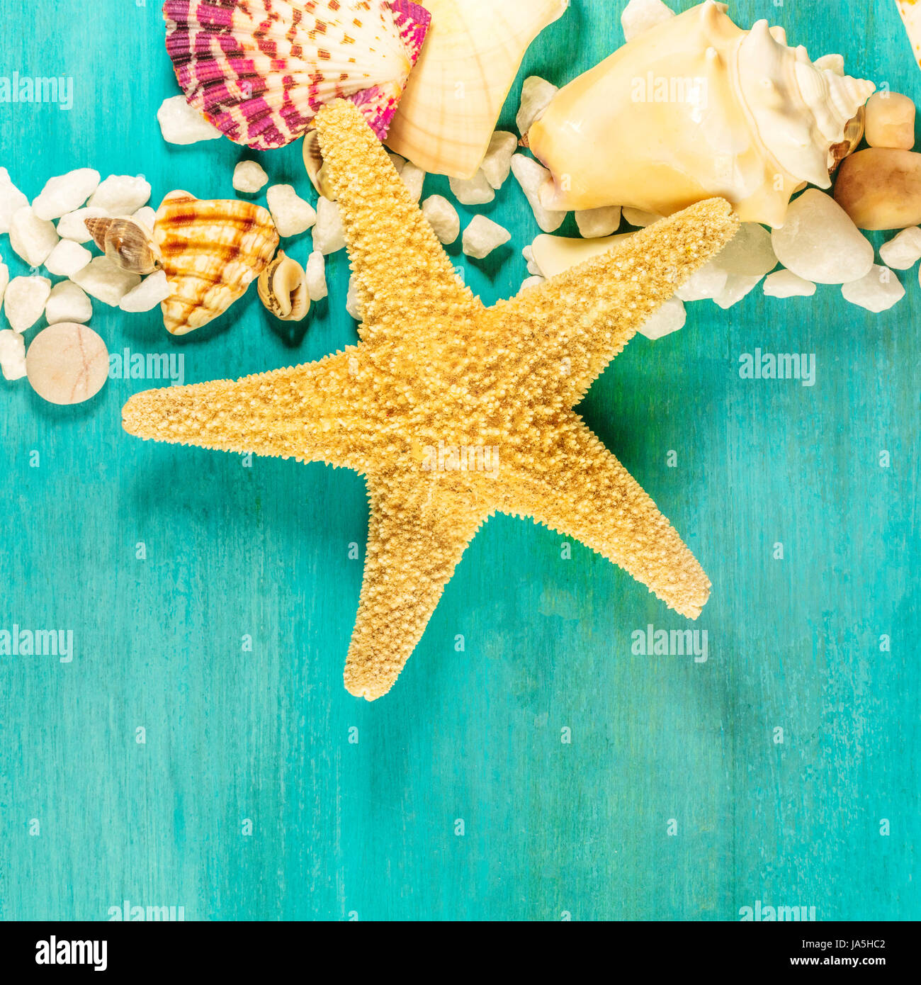 A square overhead photo of a sea star, sea shells, and pebbles on a ...