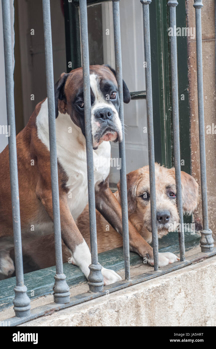 Dog looking out a window with bars Stock Photo - Alamy