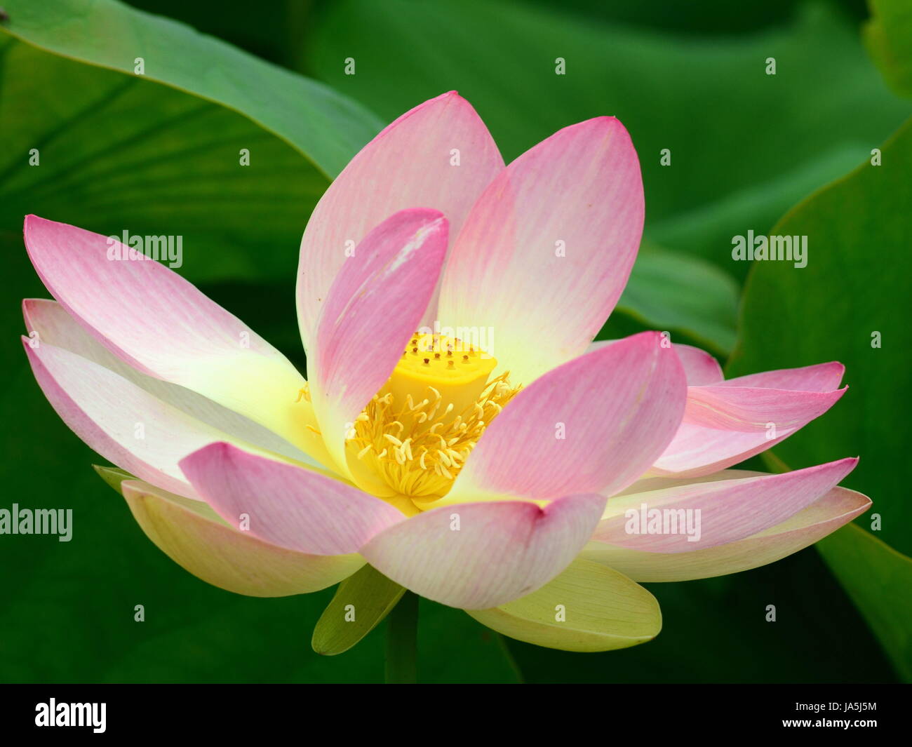 noble, lotus, purity, beauty, noble, lotus, wallpaper, screen, purity ...