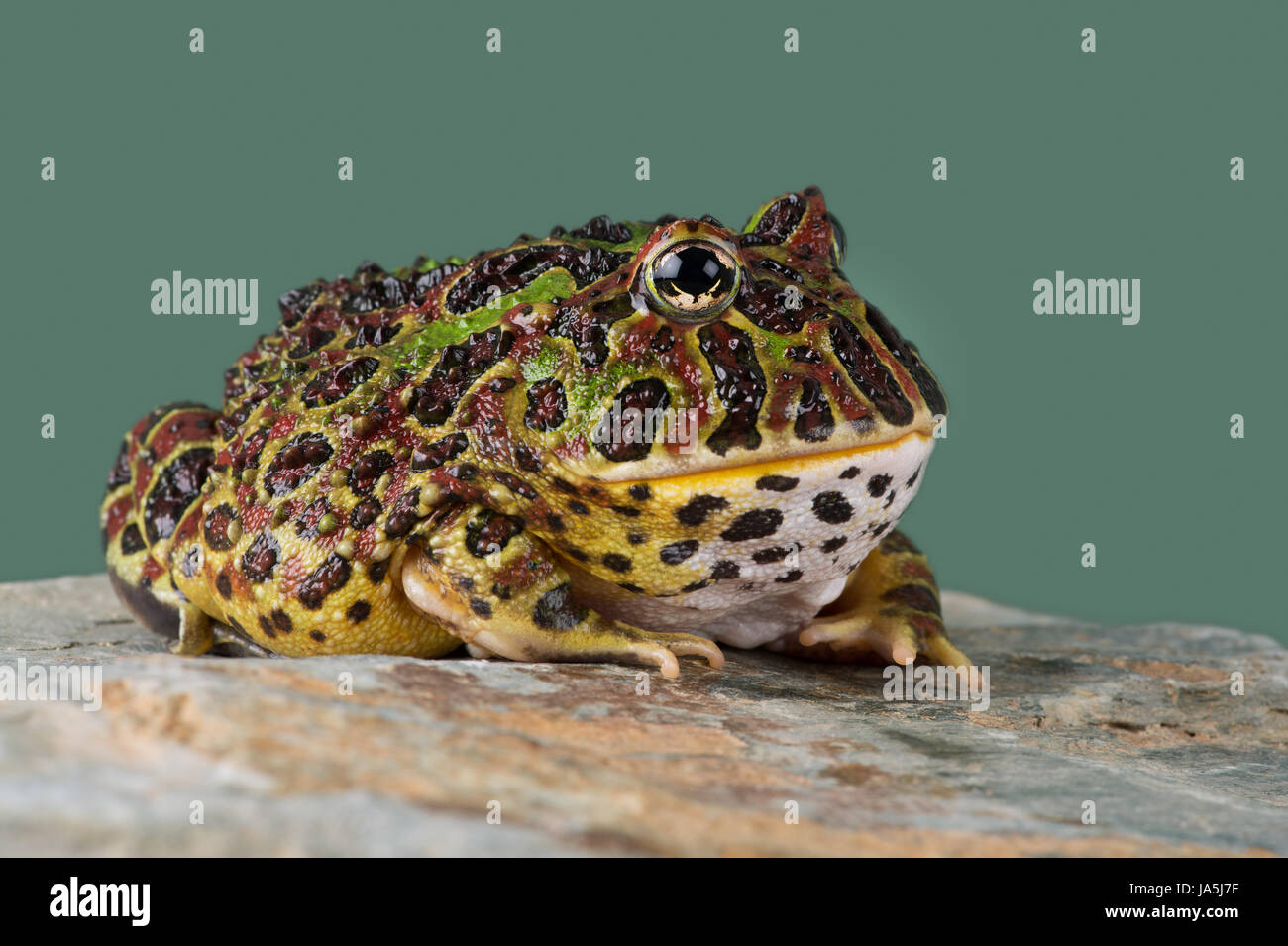 Ornate Horned Frog (Ceratophrys ornata Stock Photo - Alamy