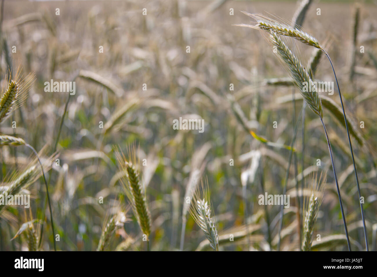 Roggenhren hi-res stock photography and images - Alamy
