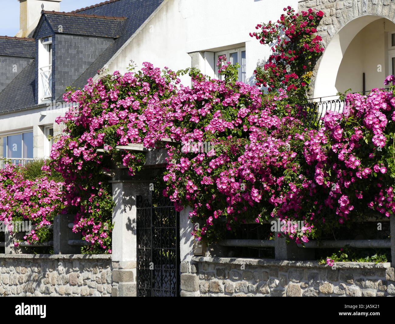 Cascading roses hi-res stock photography and images - Alamy