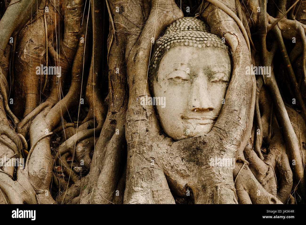 religious, temple, monument, culture, tree, statue, trunk, buddha ...