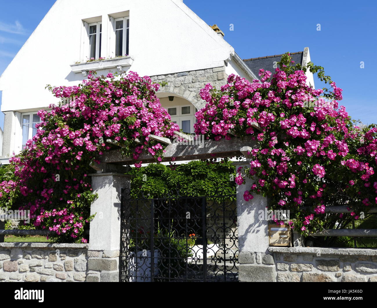 Cascading bright pink roses, white cottage, Île de Batz, France Stock ...