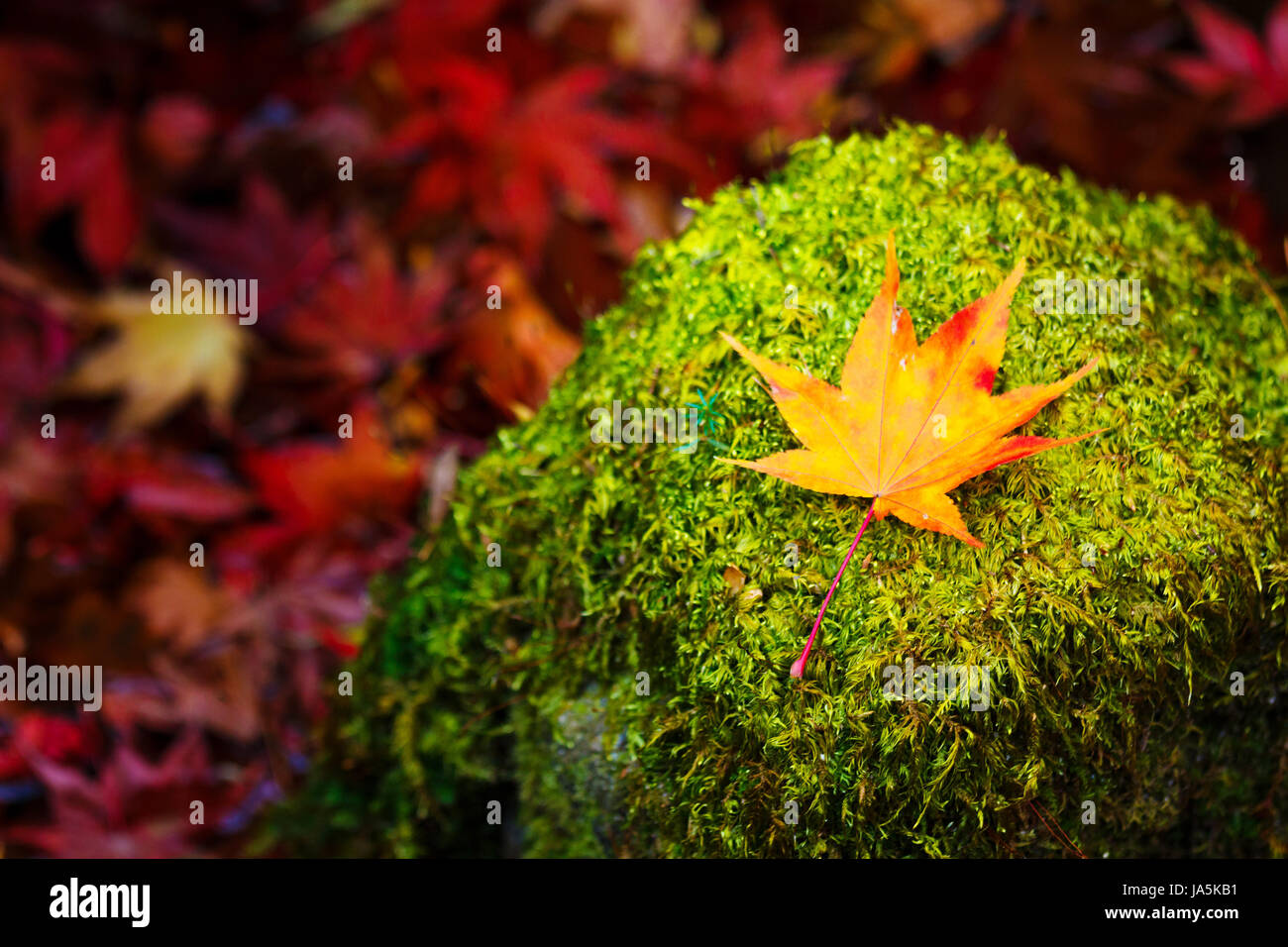 leaf, garden, stone, rock, peace, maple, focus, mossy, zen, red, yellow ...