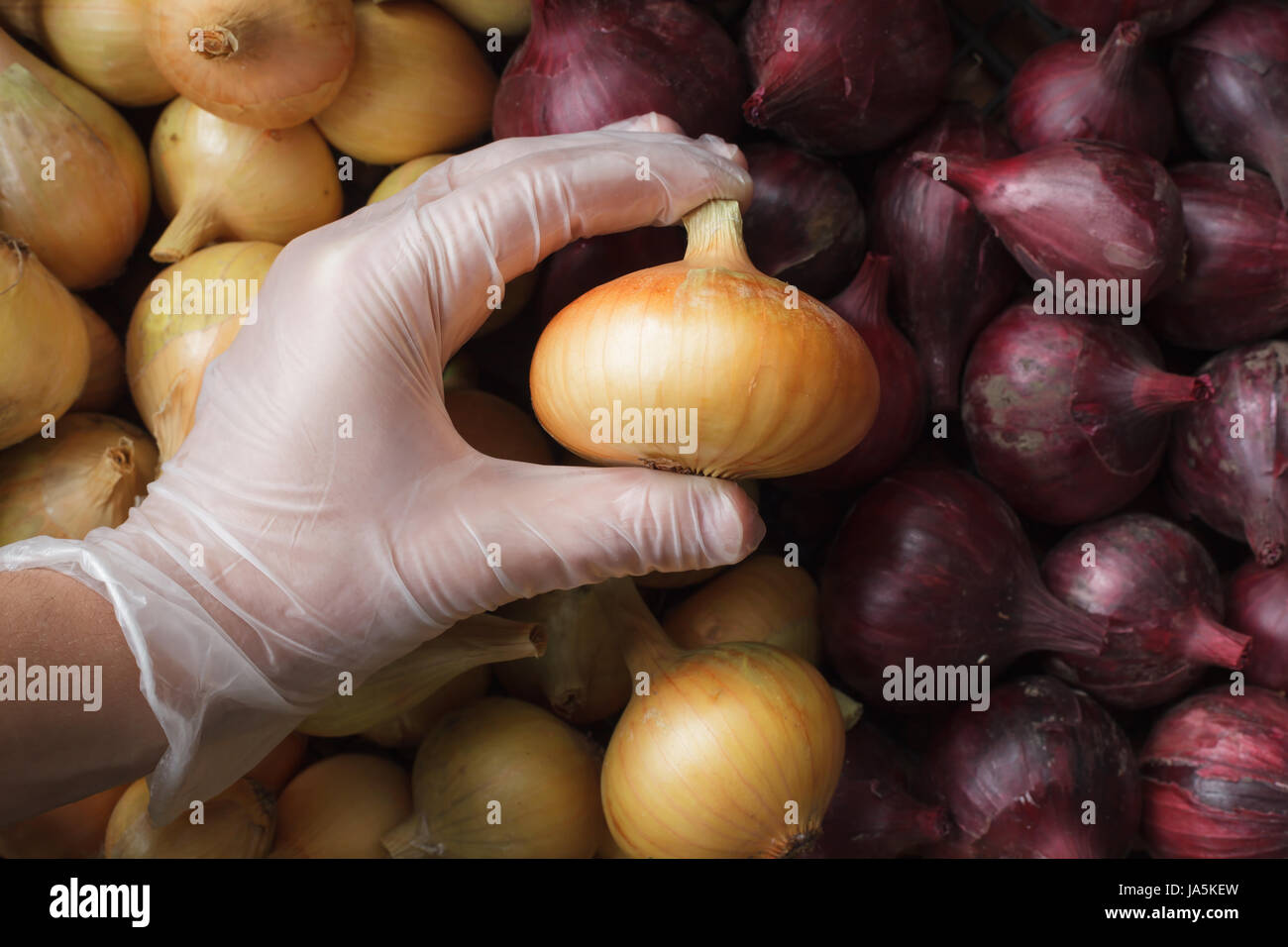 Quality control: hand in glove check onion. Choose onions for planting ...