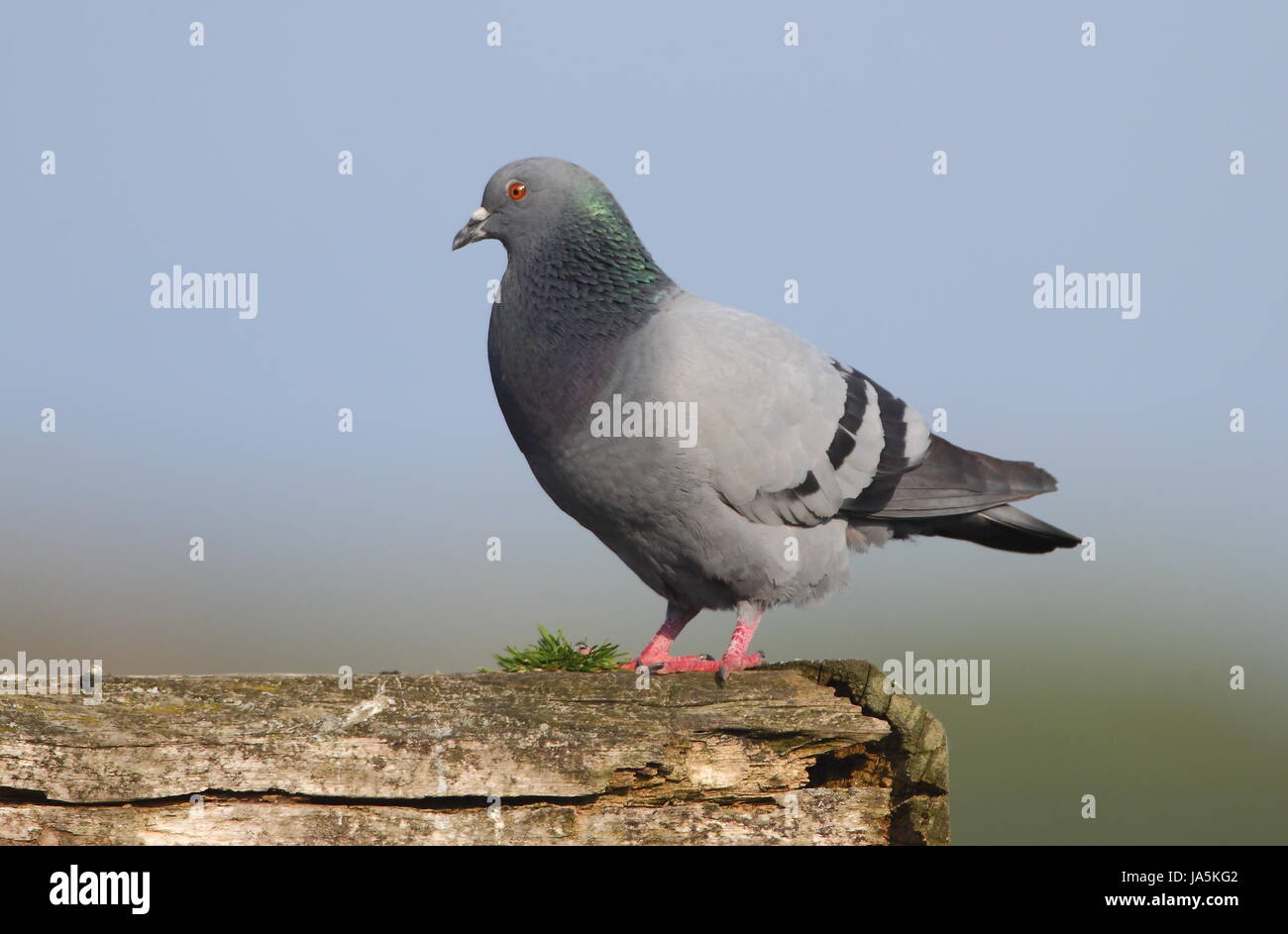 Adult Rock Dove Stock Photo - Alamy
