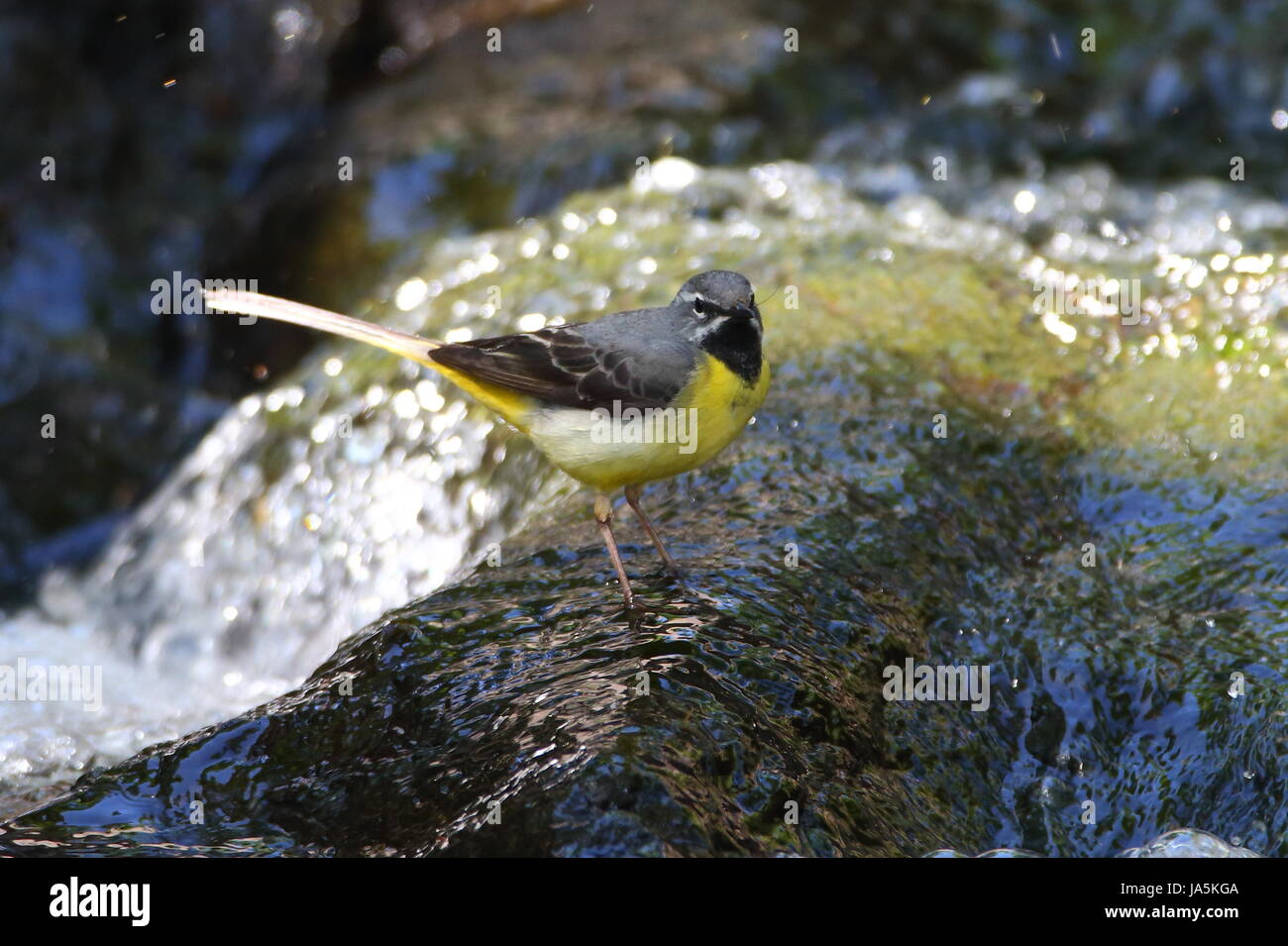 Yellow wagtails uk hi-res stock photography and images - Alamy