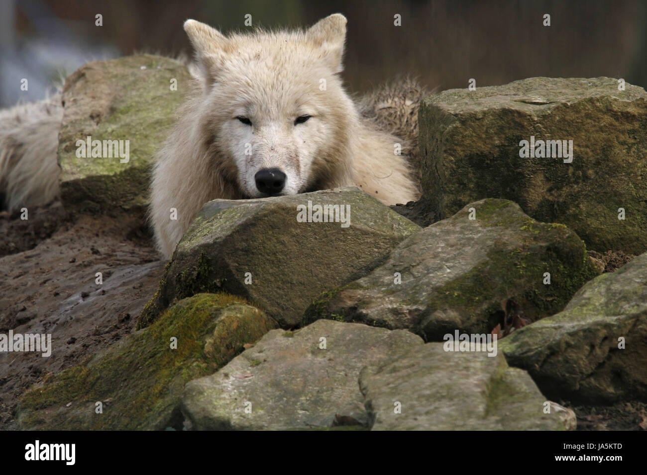 Weiwolf hi-res stock photography and images - Alamy