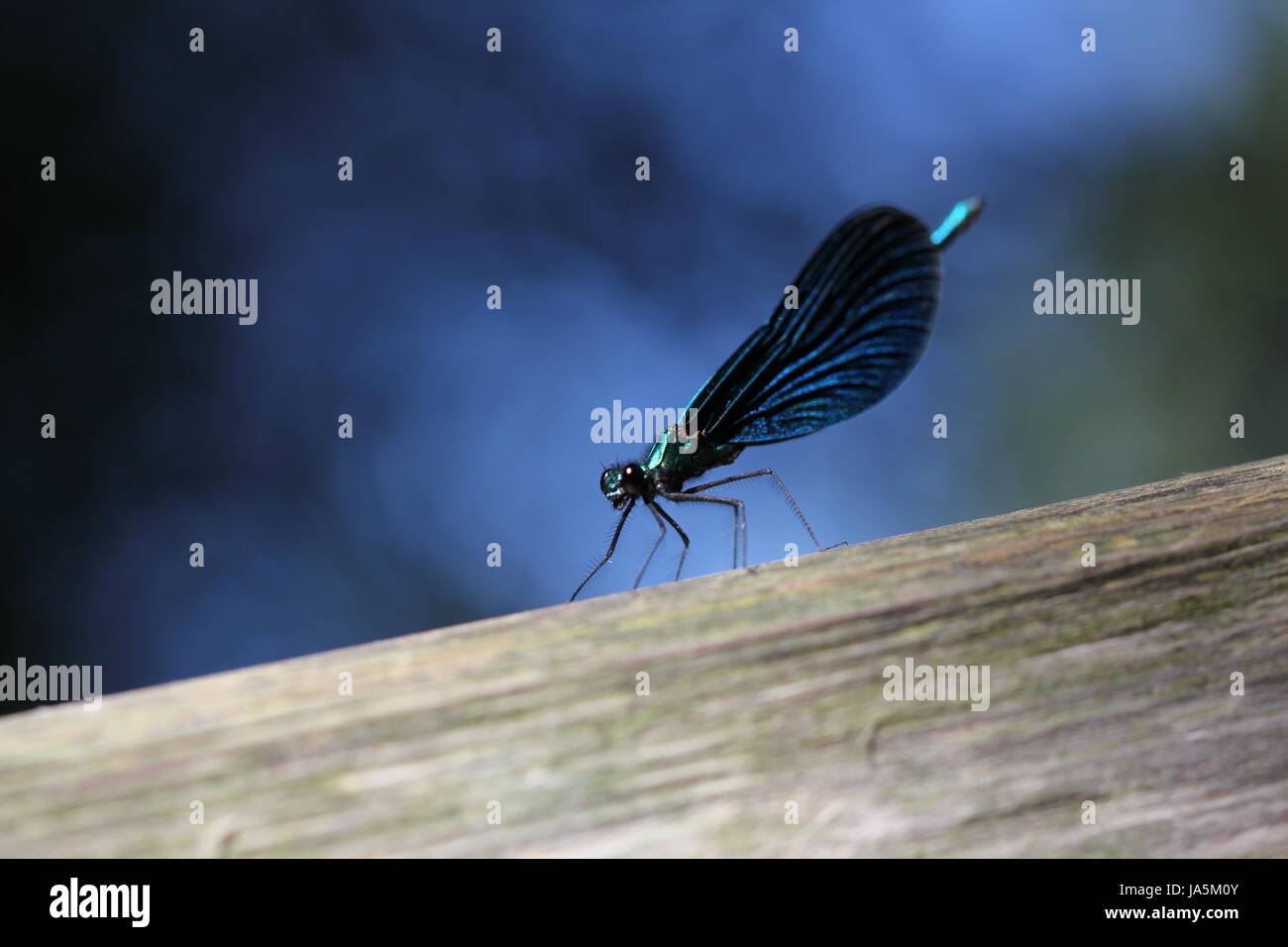 flight, wing, small, tiny, little, short, dragonfly, fly, flies, flys ...