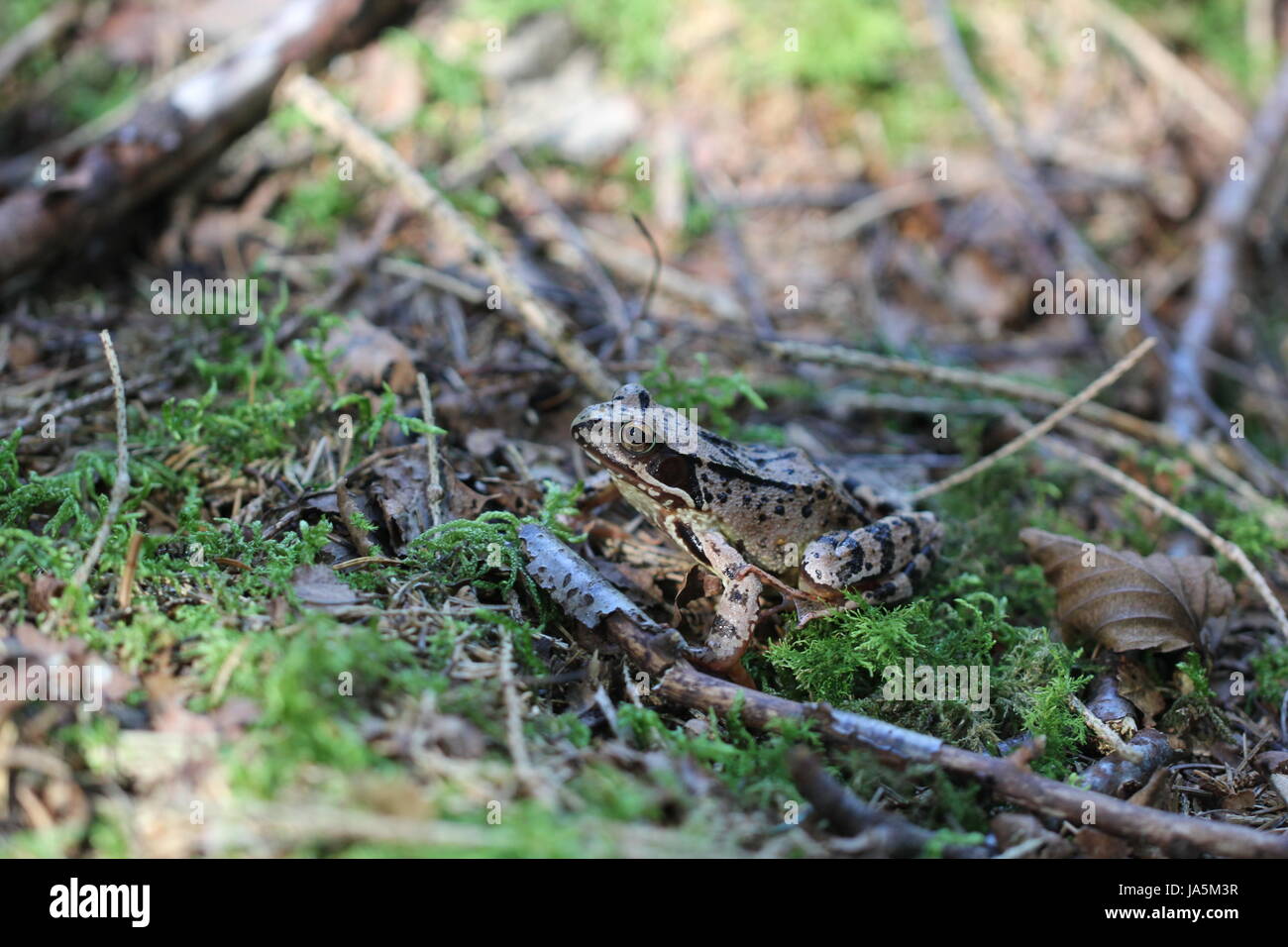 Mud puddle frog hi-res stock photography and images - Alamy