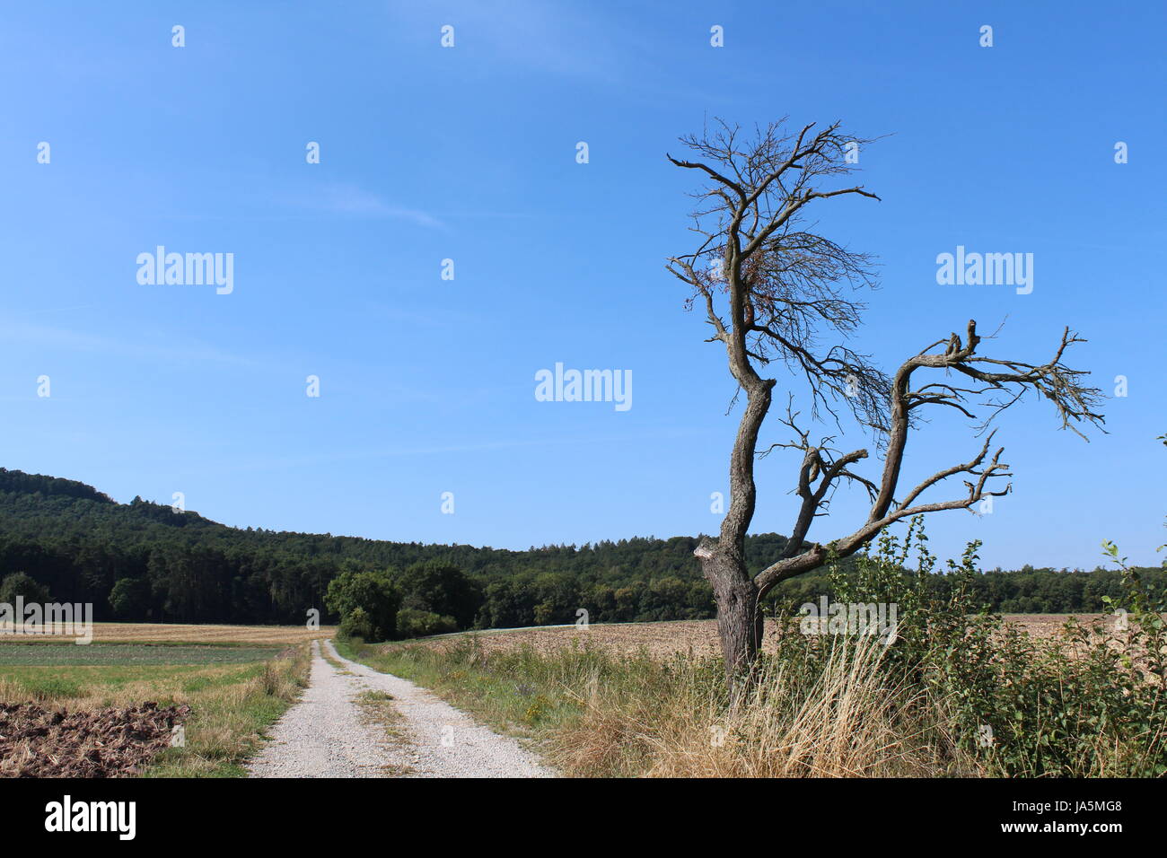 tree, agriculture, farming, acre, meadow, forest, tree, trunk ...