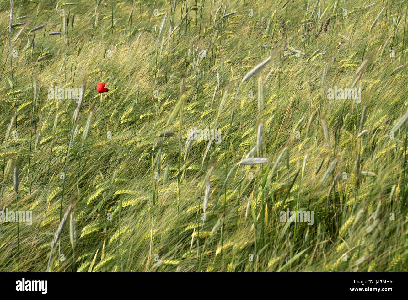 Bere Grain High Resolution Stock Photography and Images - Alamy