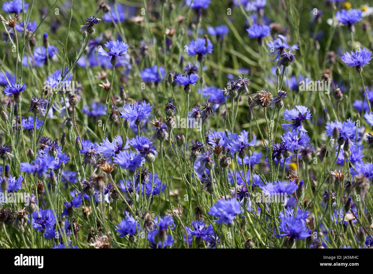flower, flowers, plant, flower meadow, corn field, grain field ...