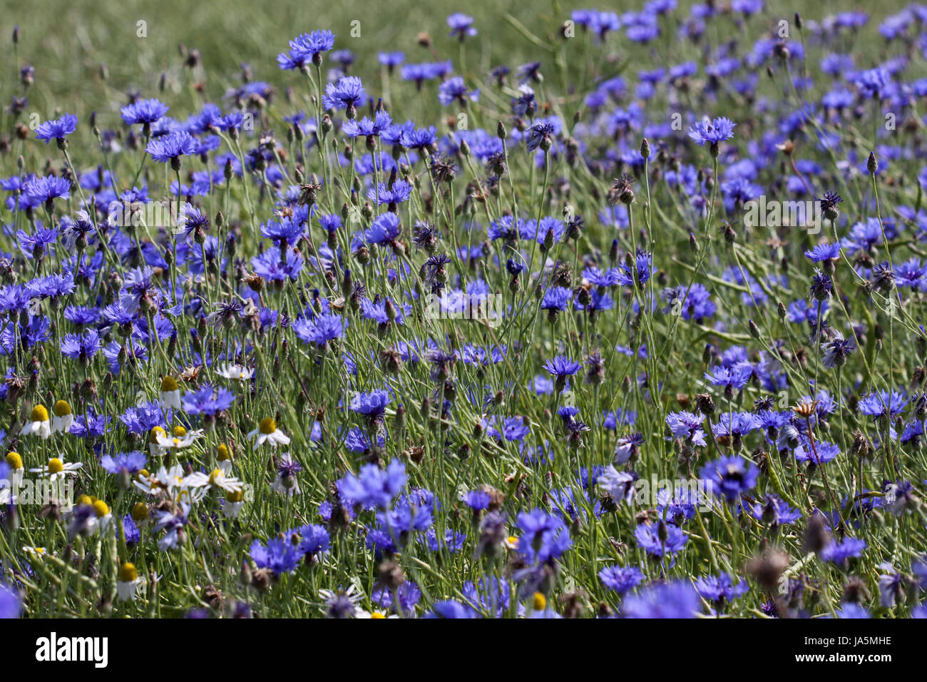 flower, flowers, plant, flower meadow, corn field, grain field ...