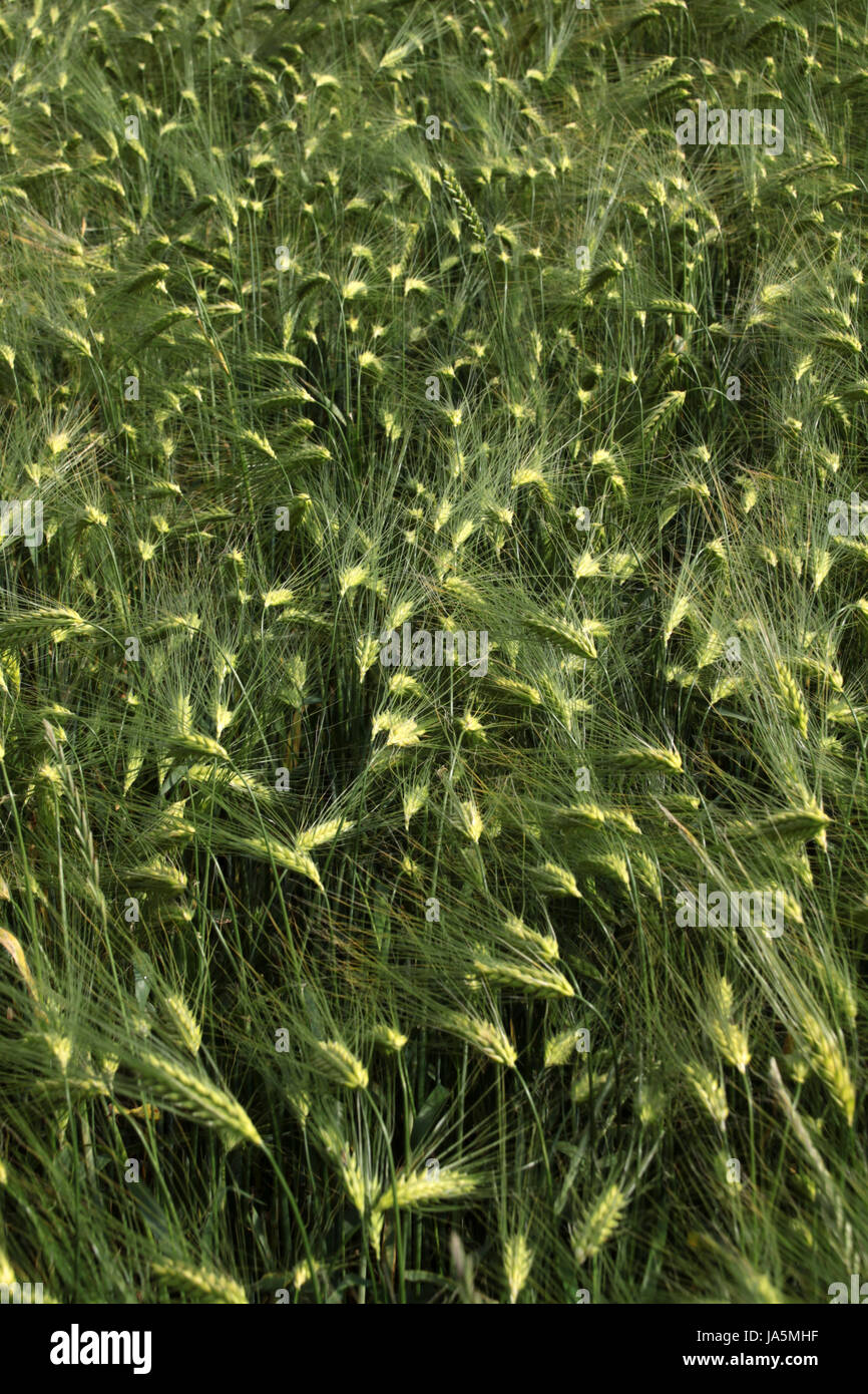 Bere Grain High Resolution Stock Photography and Images - Alamy
