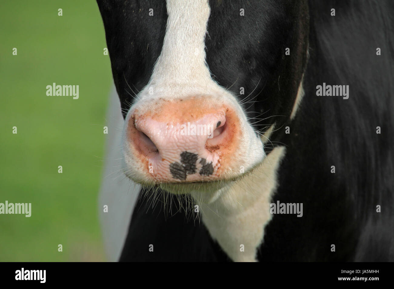 animal, cow, bovine, farm animal, animal, nose, cow, bovine, moist ...