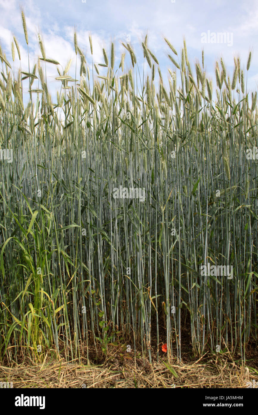 Bere Grain High Resolution Stock Photography and Images - Alamy