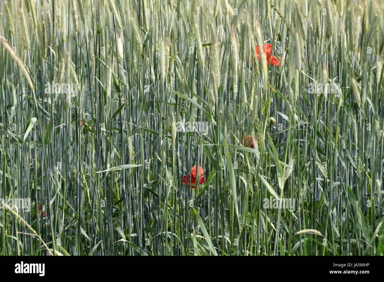 Bere Grain High Resolution Stock Photography and Images - Alamy