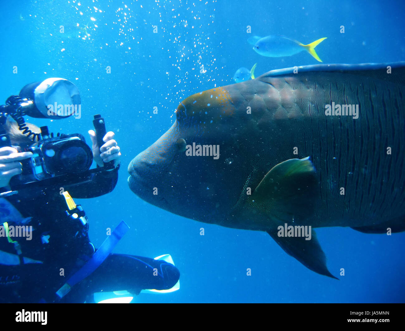 underwater scene with photographer and big ocean fish Stock Photo - Alamy