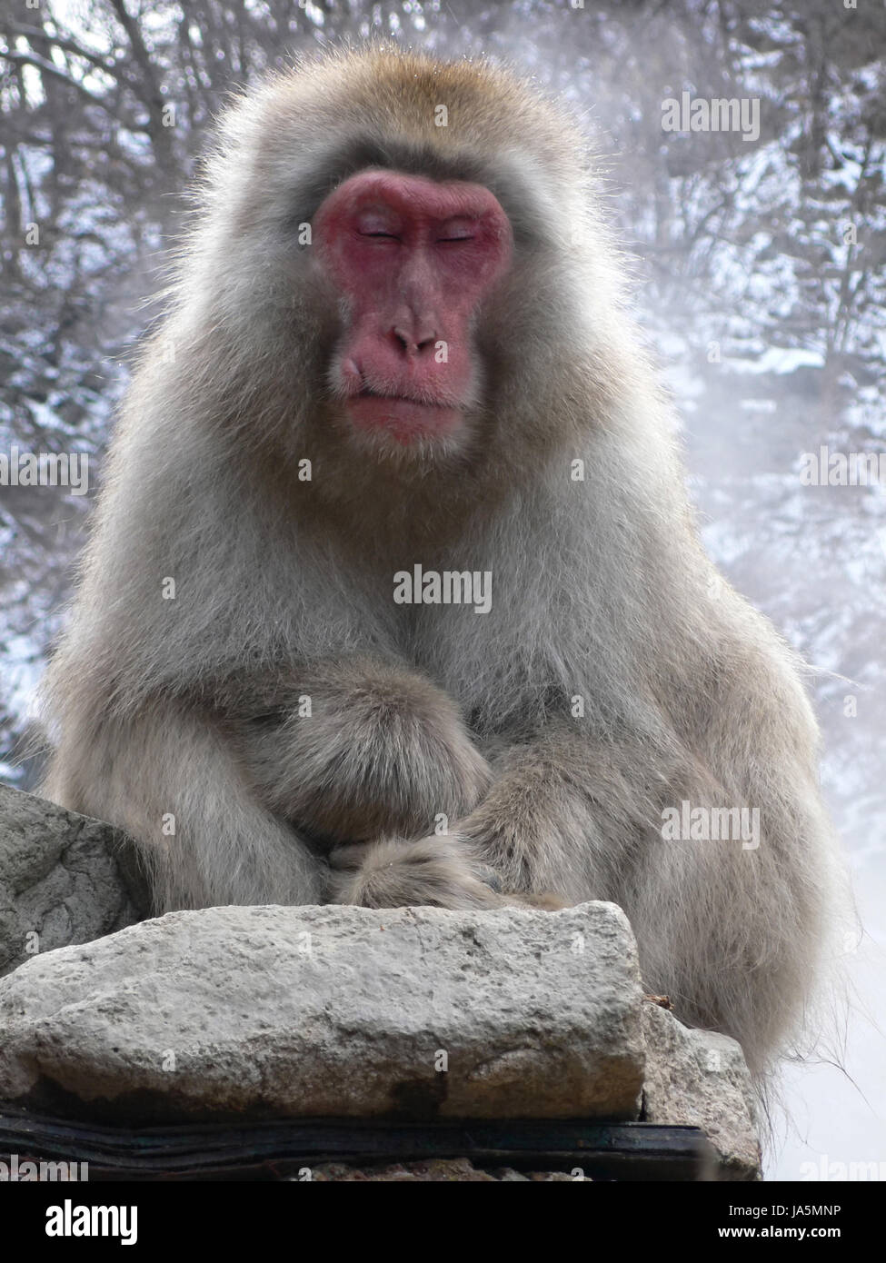 animal, male, masculine, monkey, meditation, japanese, japan, single ...