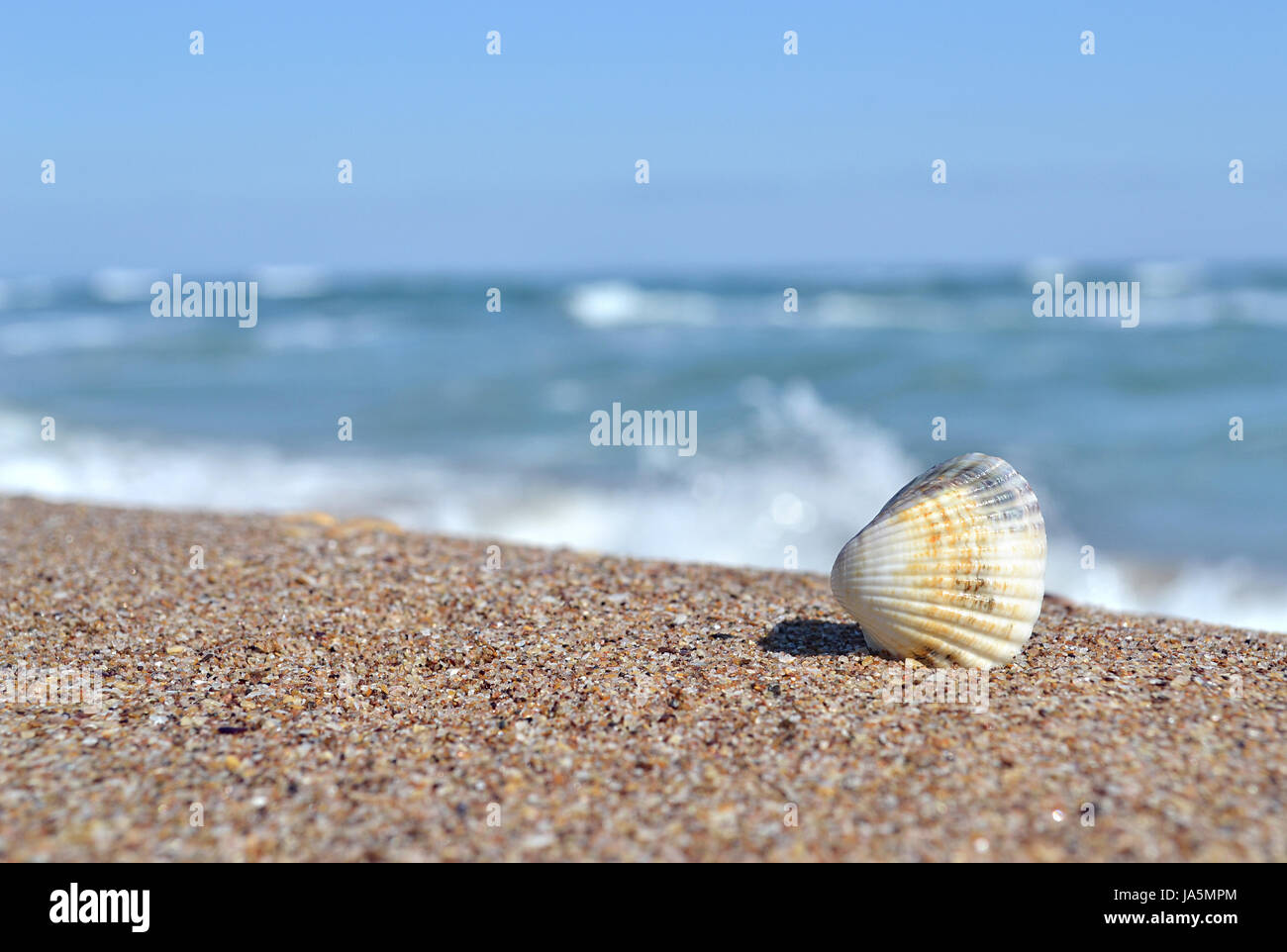 Creative sea shell photography hi-res stock photography and images - Alamy