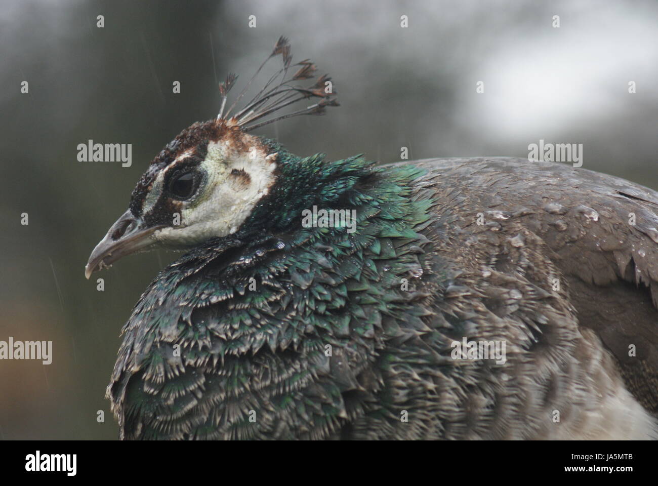 india, peacock, peahen, indian, blue, beautiful, beauteously, nice ...