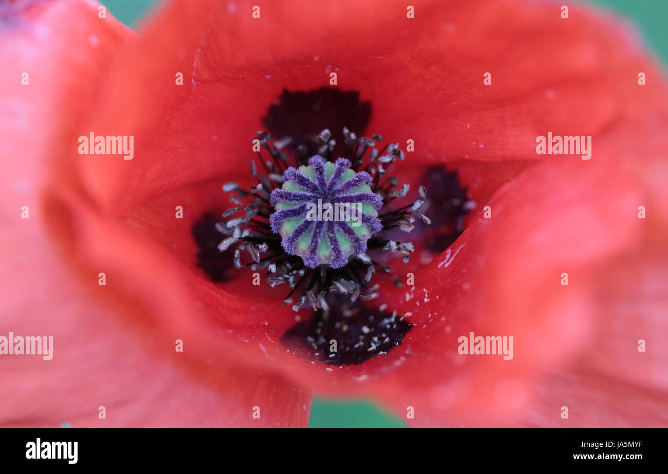 Ww2 poppy fields hi-res stock photography and images - Alamy