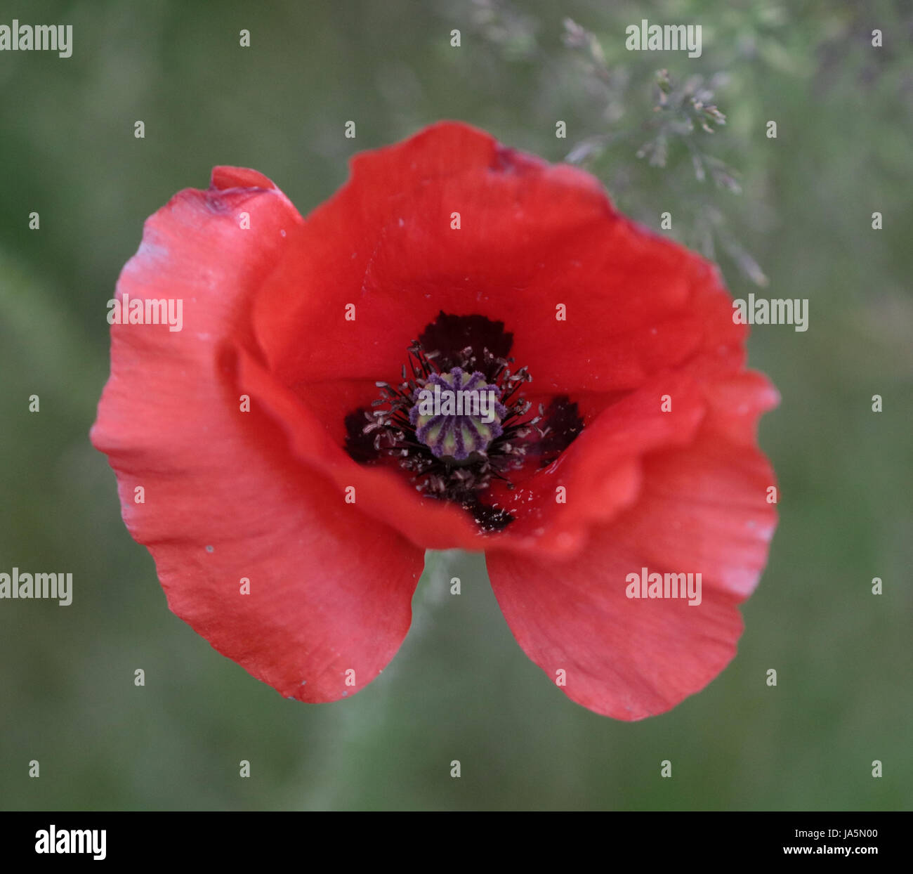 Ww2 poppy fields hi-res stock photography and images - Alamy