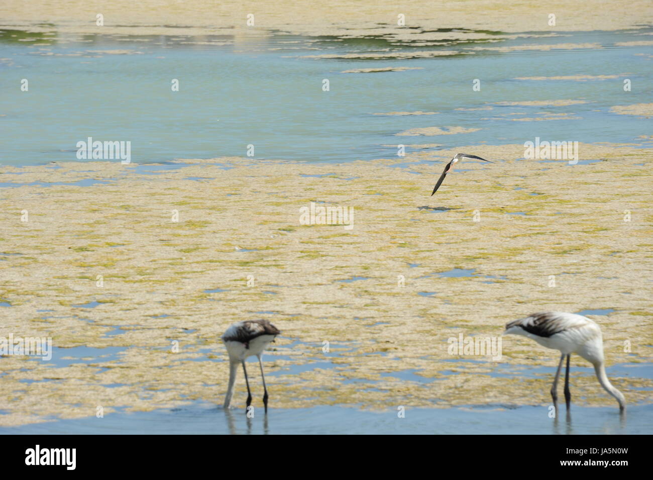 bird, birds, flamingos, bird, birds, flamingos, phoenicopteriformes ...