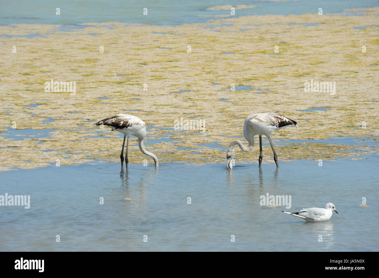bird, birds, flamingos, bird, birds, flamingos, phoenicopteriformes ...