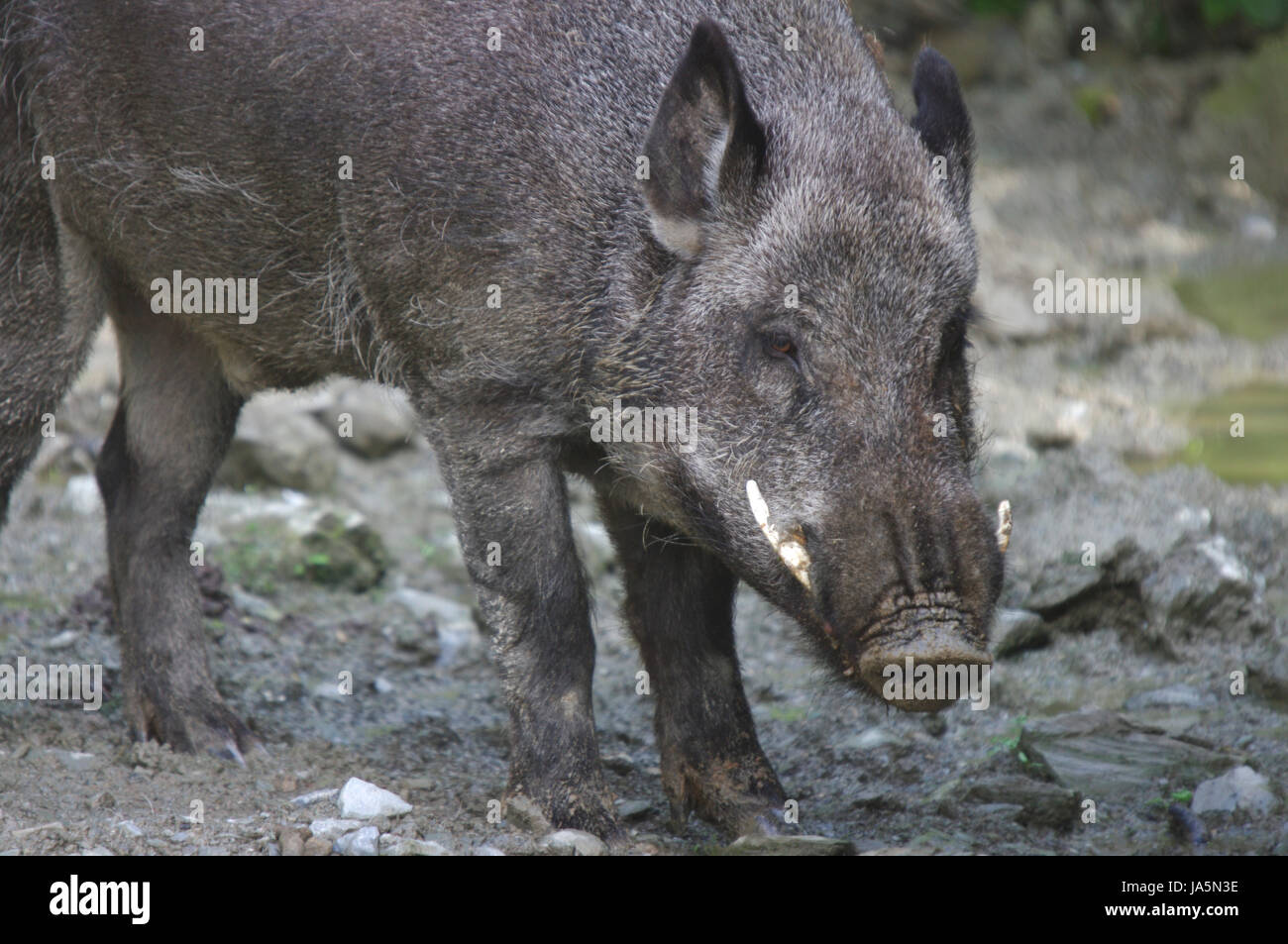 hunter, wild boar, pig, brooks, wild boars, boar, sow, hunting, chase ...