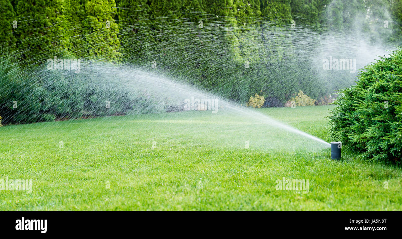 Irrigation of the green grass with sprinkler system Stock Photo - Alamy