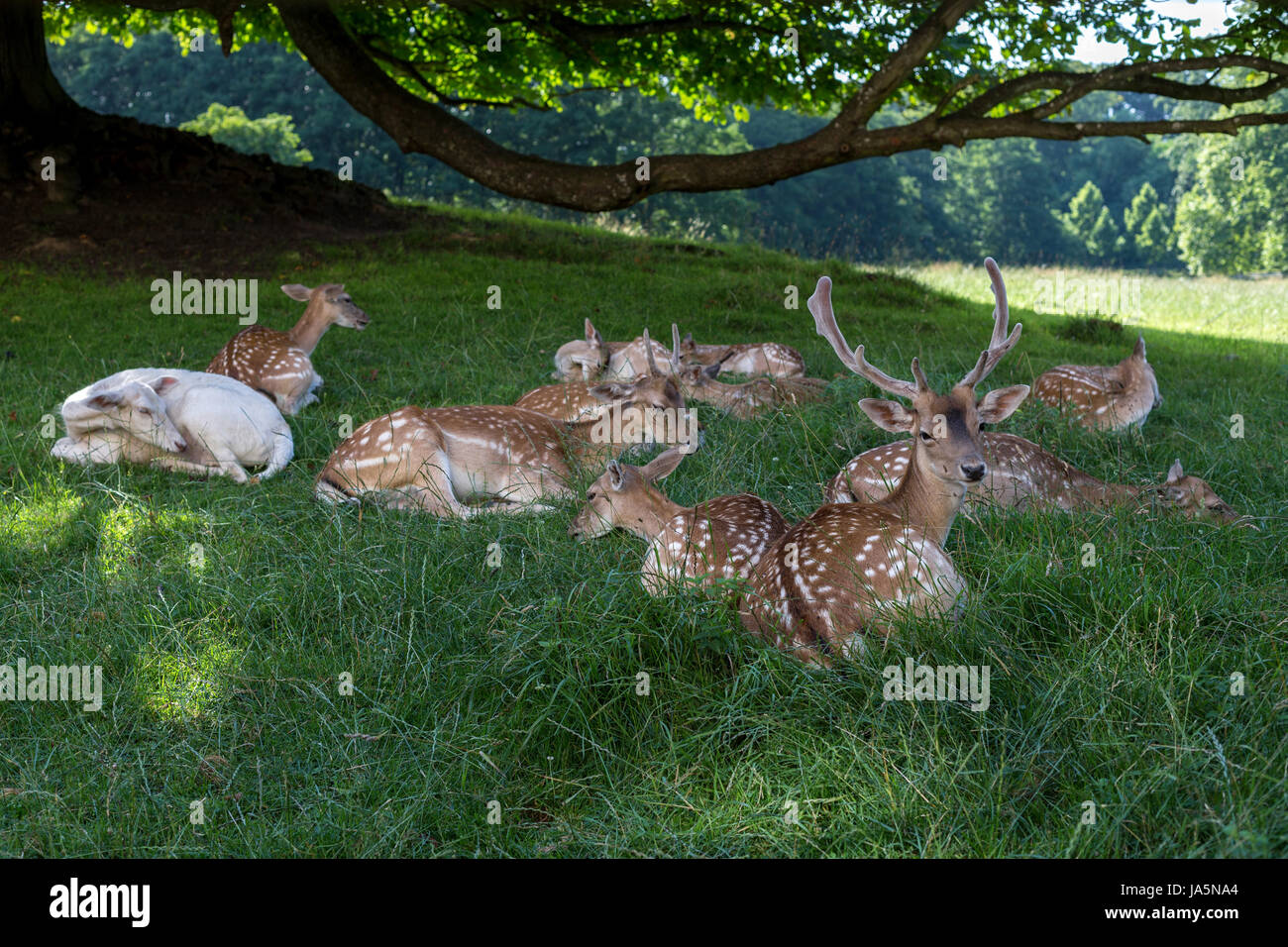 hoofed animal, fallow deer, meadow, forest, nature, hart, stag, mammal ...