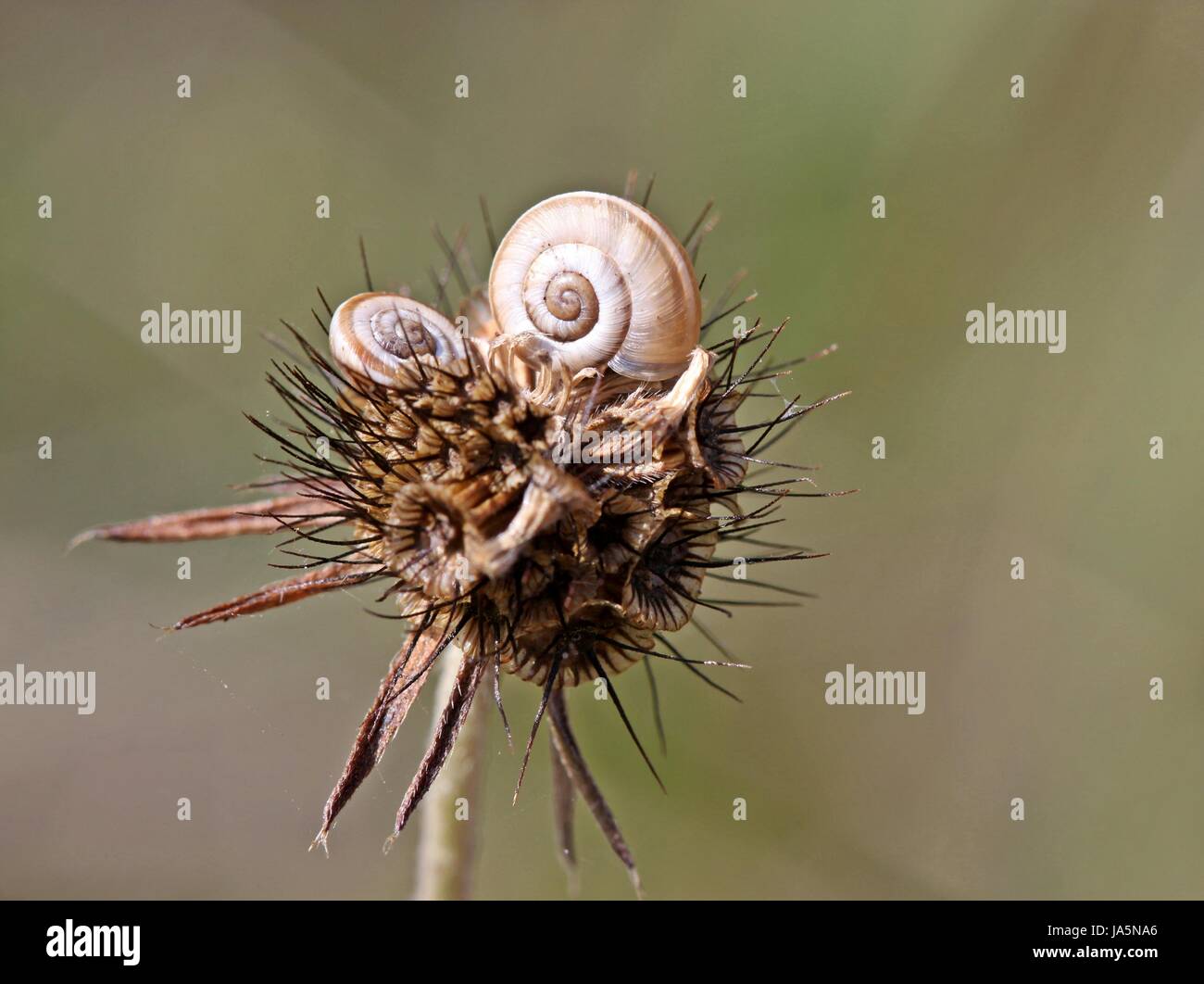 two young heath snails on seeds prior dove skabiose Stock Photo - Alamy