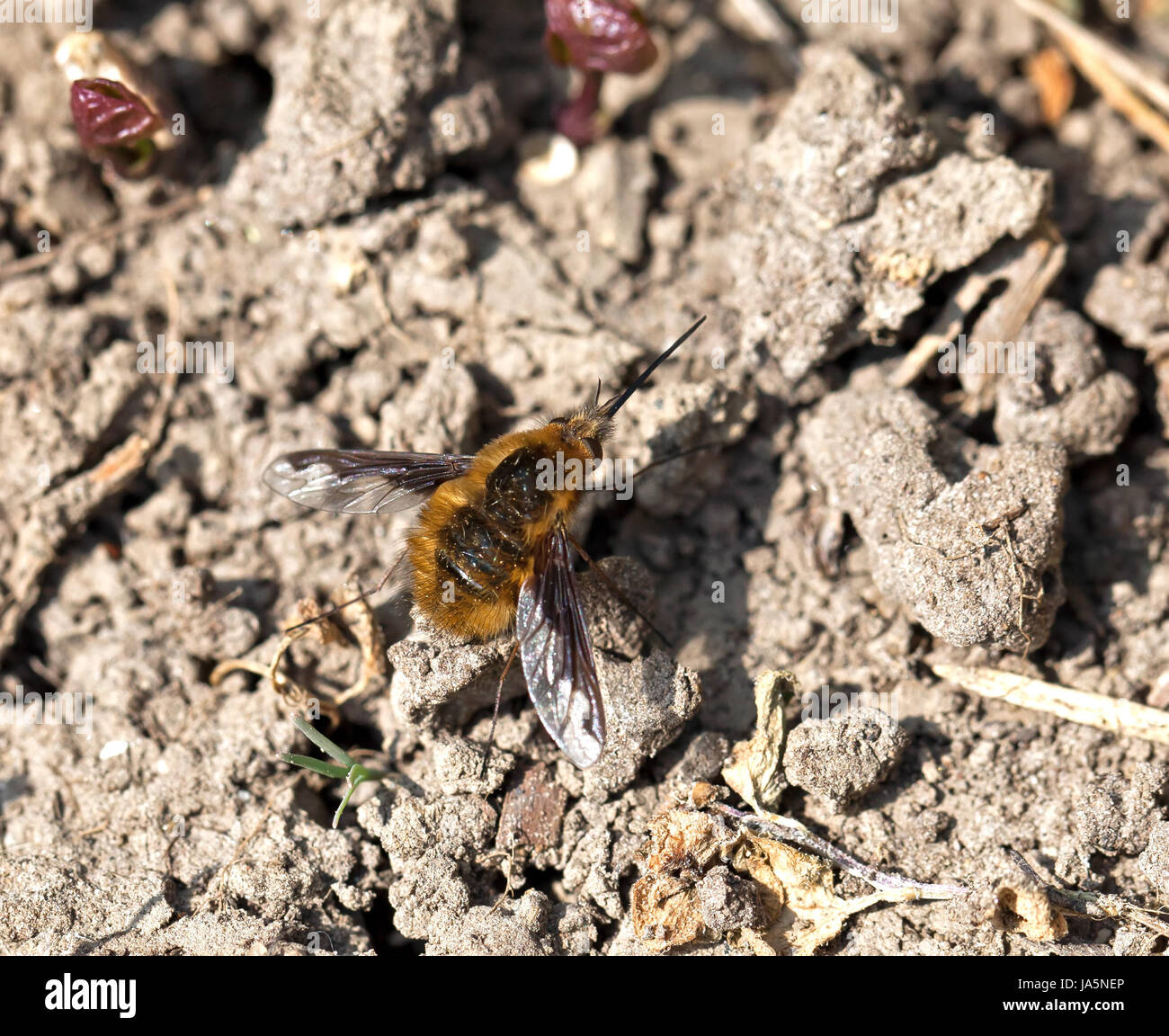 insect, england, wildlife, proboscis, common, major, parasitic, mimic ...