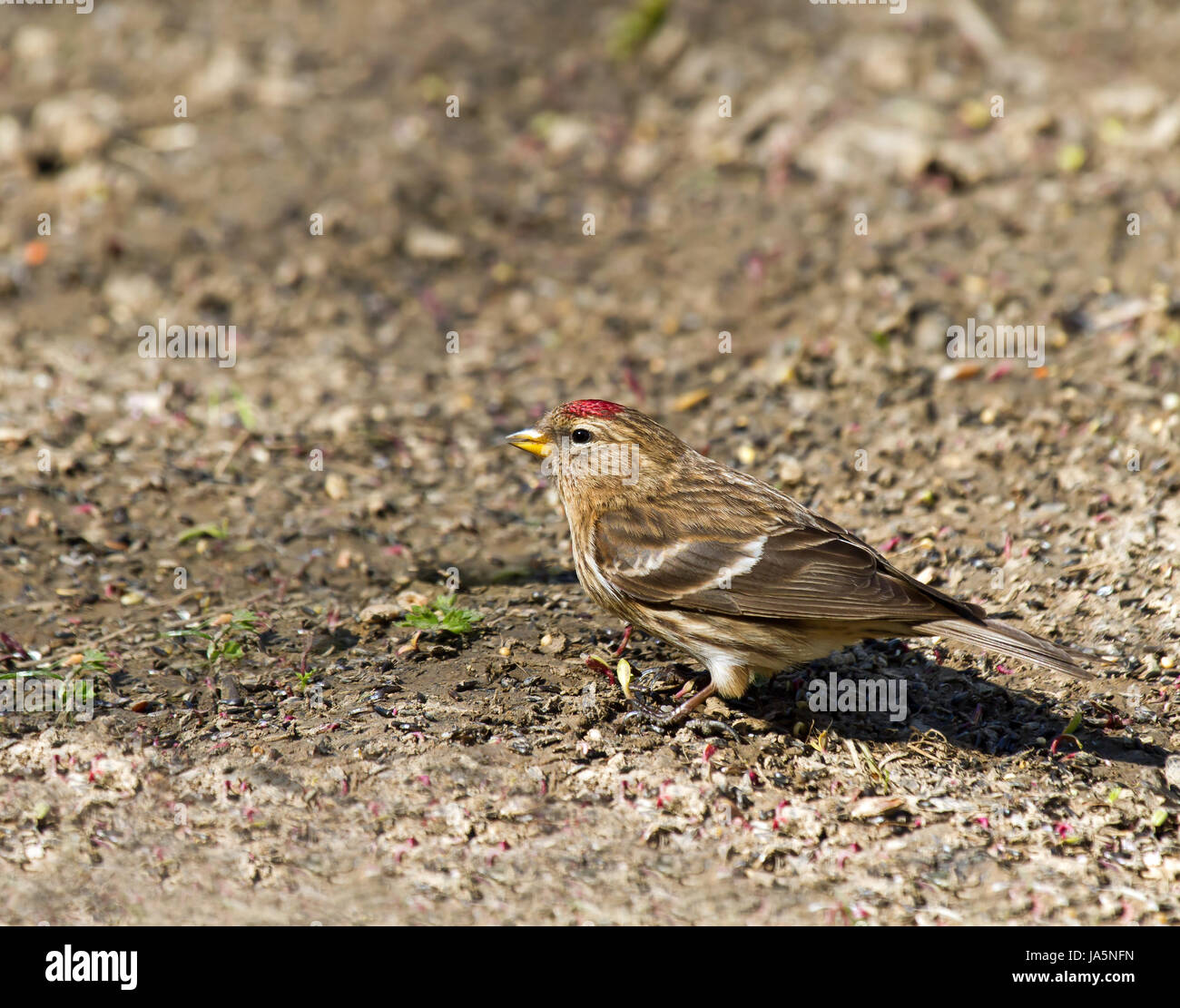 bird, wild, male, masculine, england, adult, wildlife, adults, finch ...